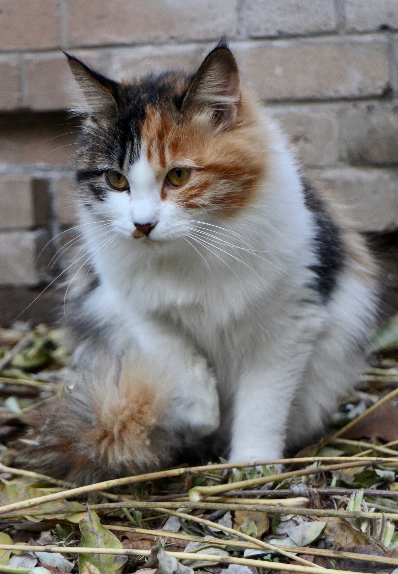 Εσείς γνωρίζετε τις γάτες calico; - CALTICA