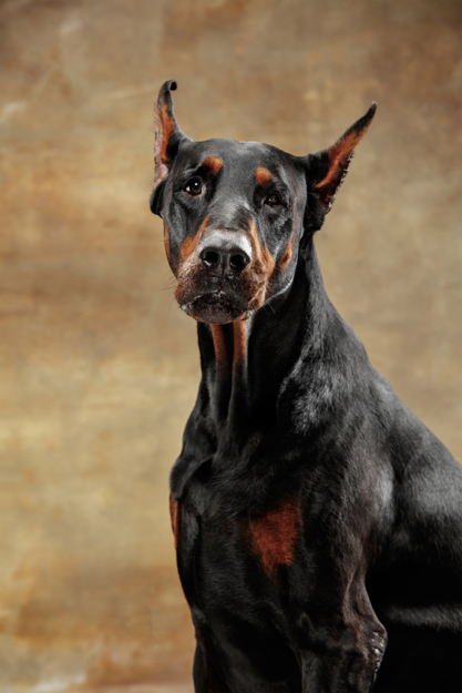 Ράτσα: Doberman - CALTICA
