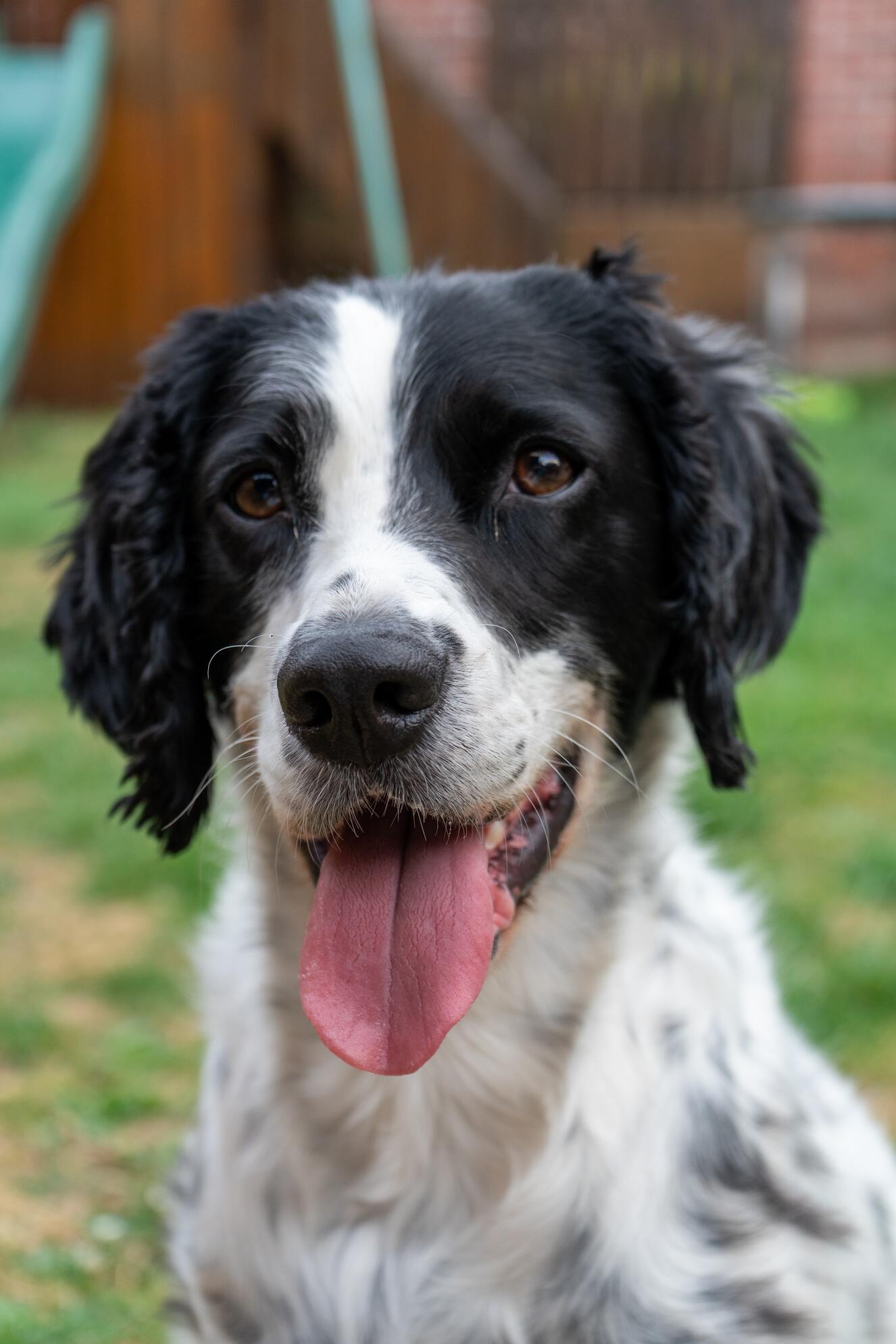 Ράτσα: English Setter - CALTICA
